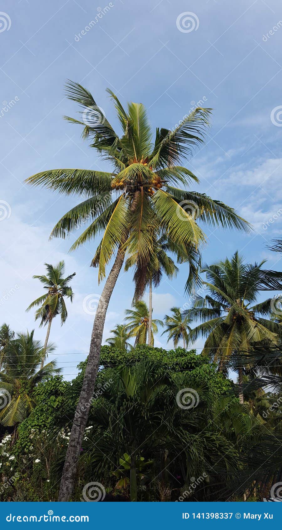 Coconut Trees in Sri Lanka stock image. Image of nature - 141398337