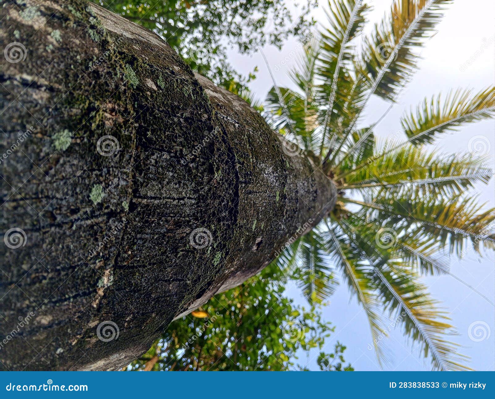 Coconut Trees that Stand Tall on the Beach during the Day in Malang ...
