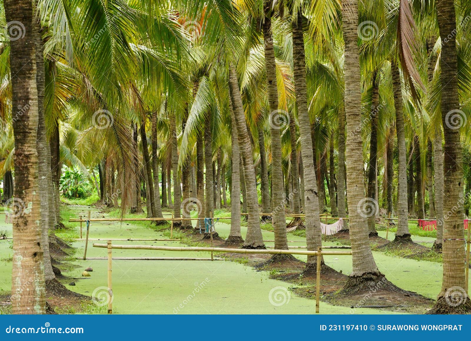 Coconut Trees Standing in Lines. Stock Photo - Image of tree, coconut ...