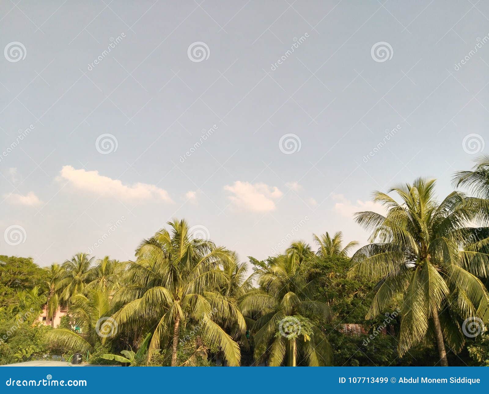 Coconut Trees Stands in a Row Stock Image - Image of coconut, stands ...