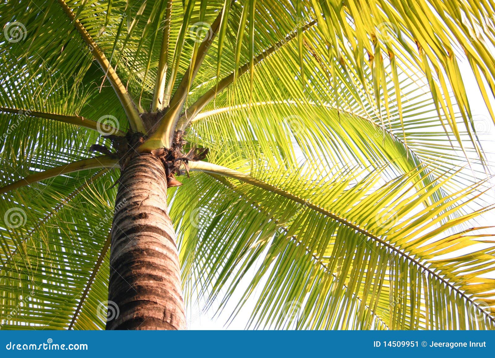 Coconut Trees in the Summer Stock Image - Image of sunny, holiday: 14509951