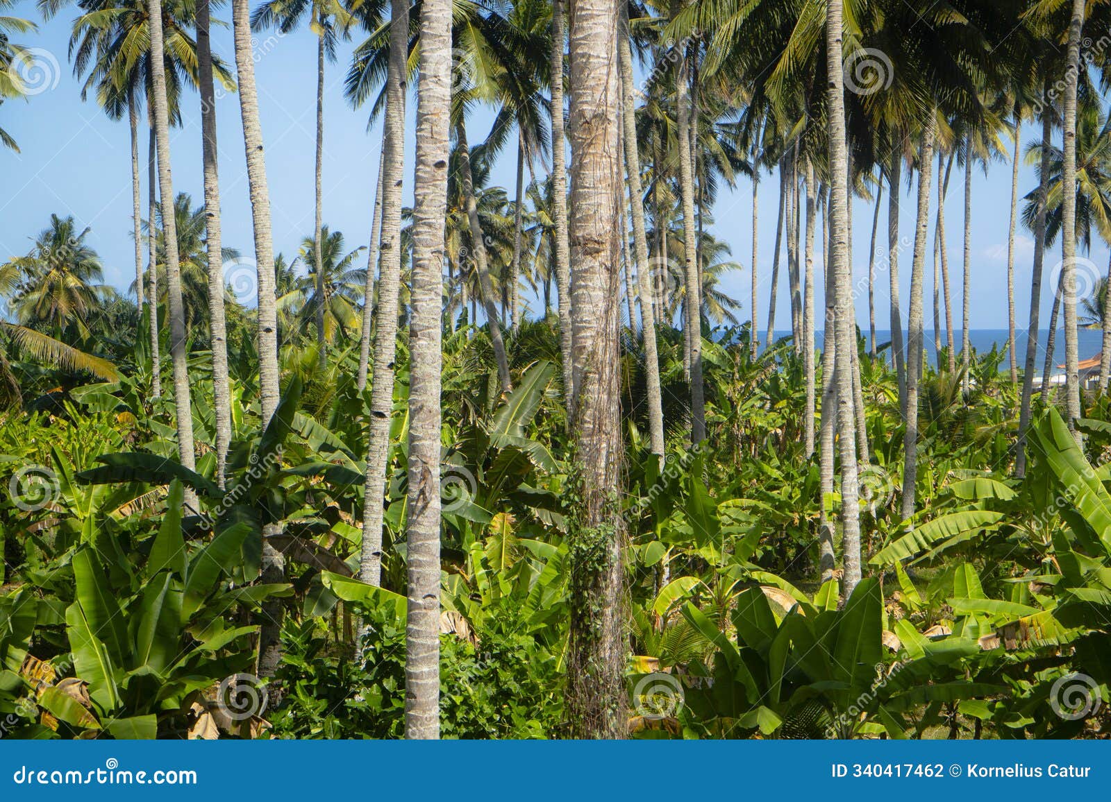 COCONUT TREES NEAR the BEACH in SUMMER DAYTIME Stock Photo - Image of ...