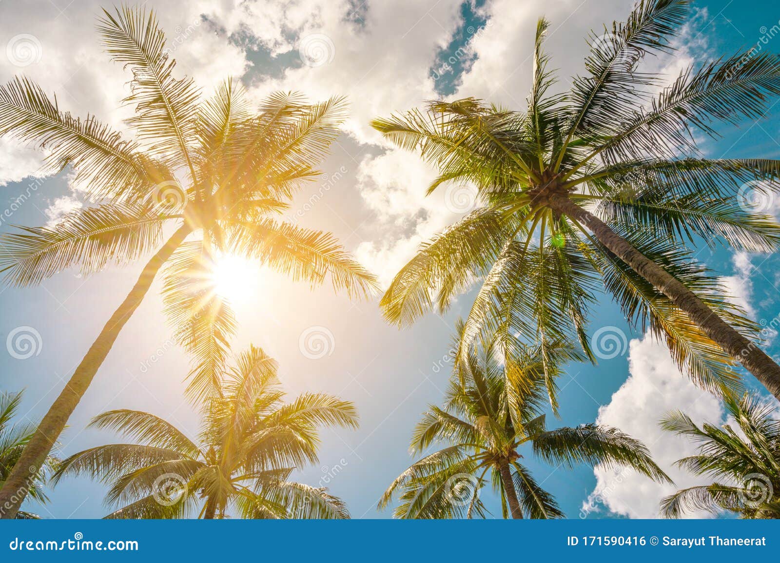 Coconut Trees and Sun with Clouds Over the Sky. Summer Concept Stock ...
