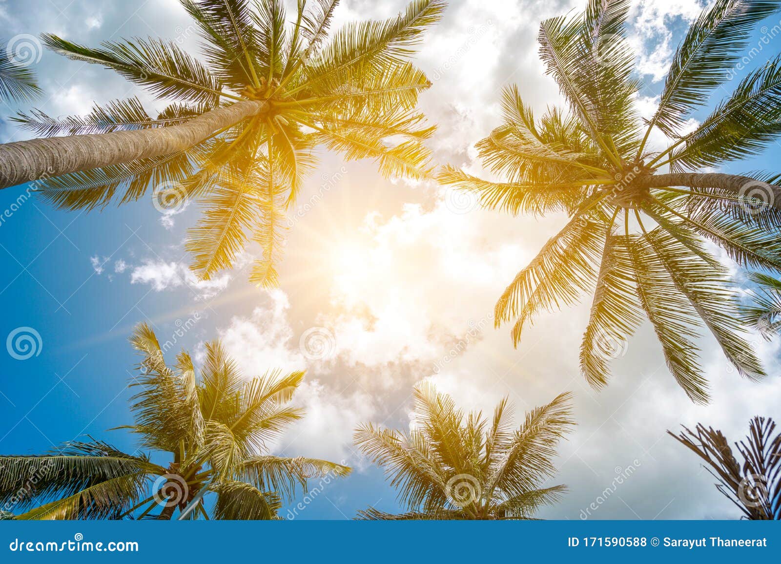 Coconut Trees and Sun with Clouds Over the Sky. Summer Concept Stock ...