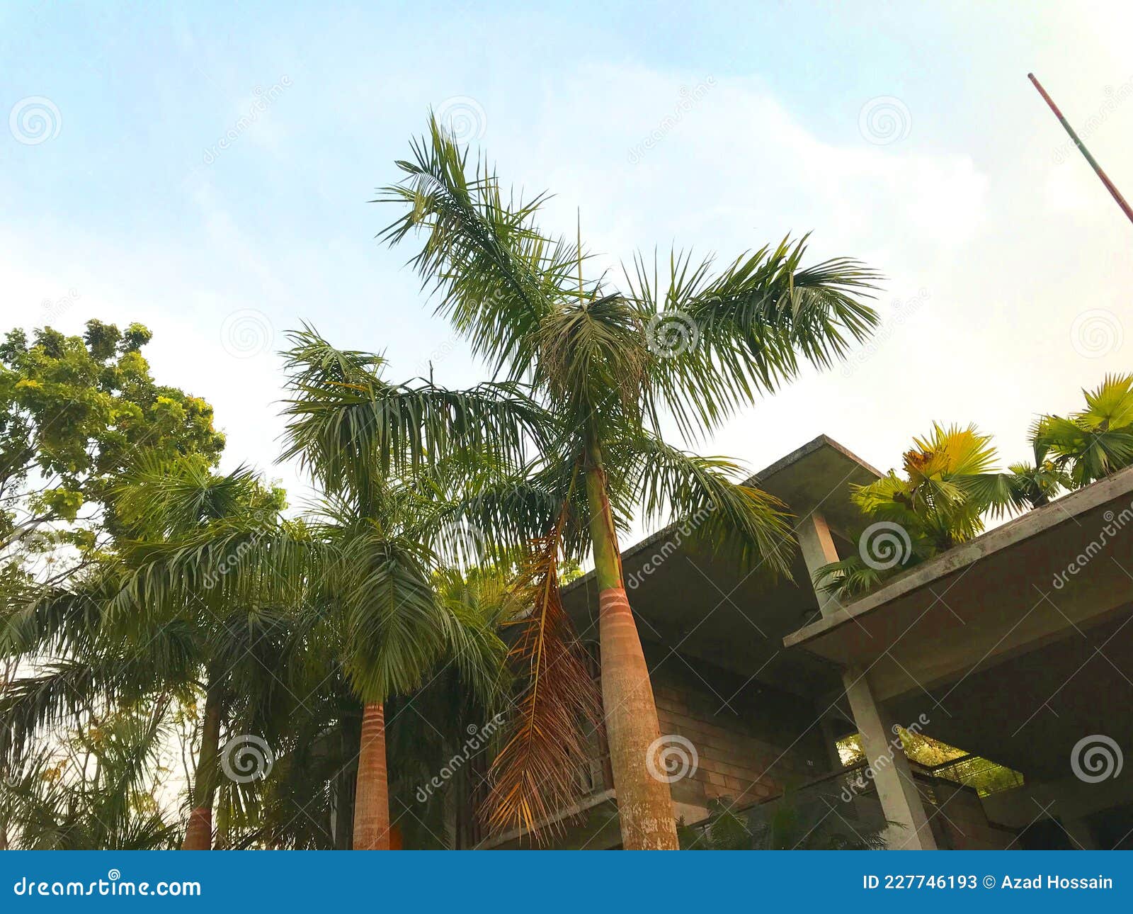 Coconut trees in the sun stock image. Image of sunset - 227746193