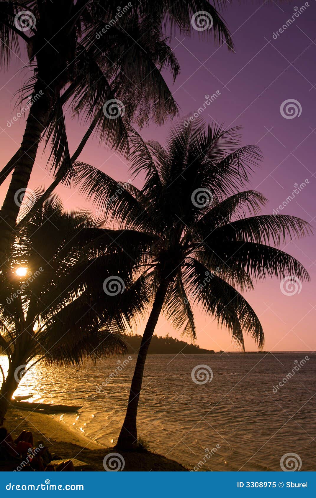 Coconut Trees at Sunset Moorea Stock Image - Image of sunny, relaxing ...