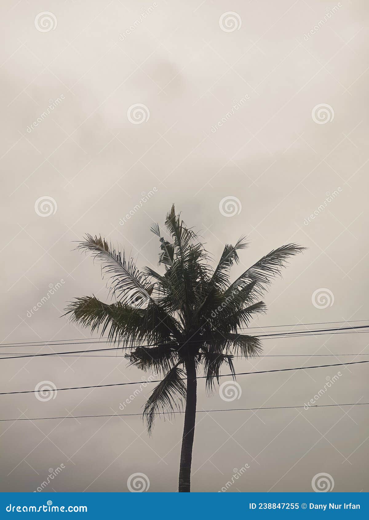 Coconut Trees Sway To the Wind Stock Image - Image of pohon, trees ...