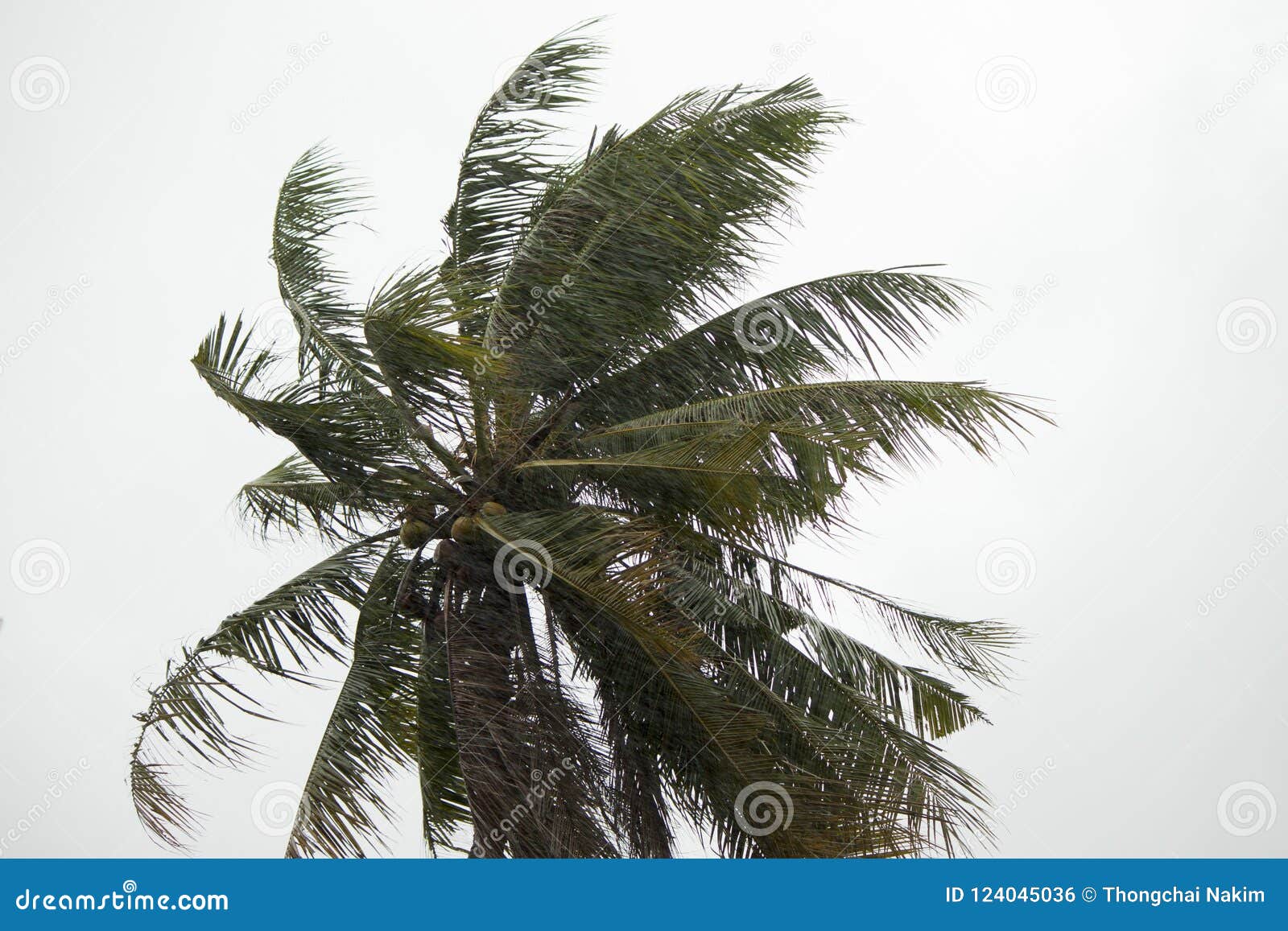 Coconut Tree Blow by the Wind and Rain. Stock Photo - Image of exotic ...