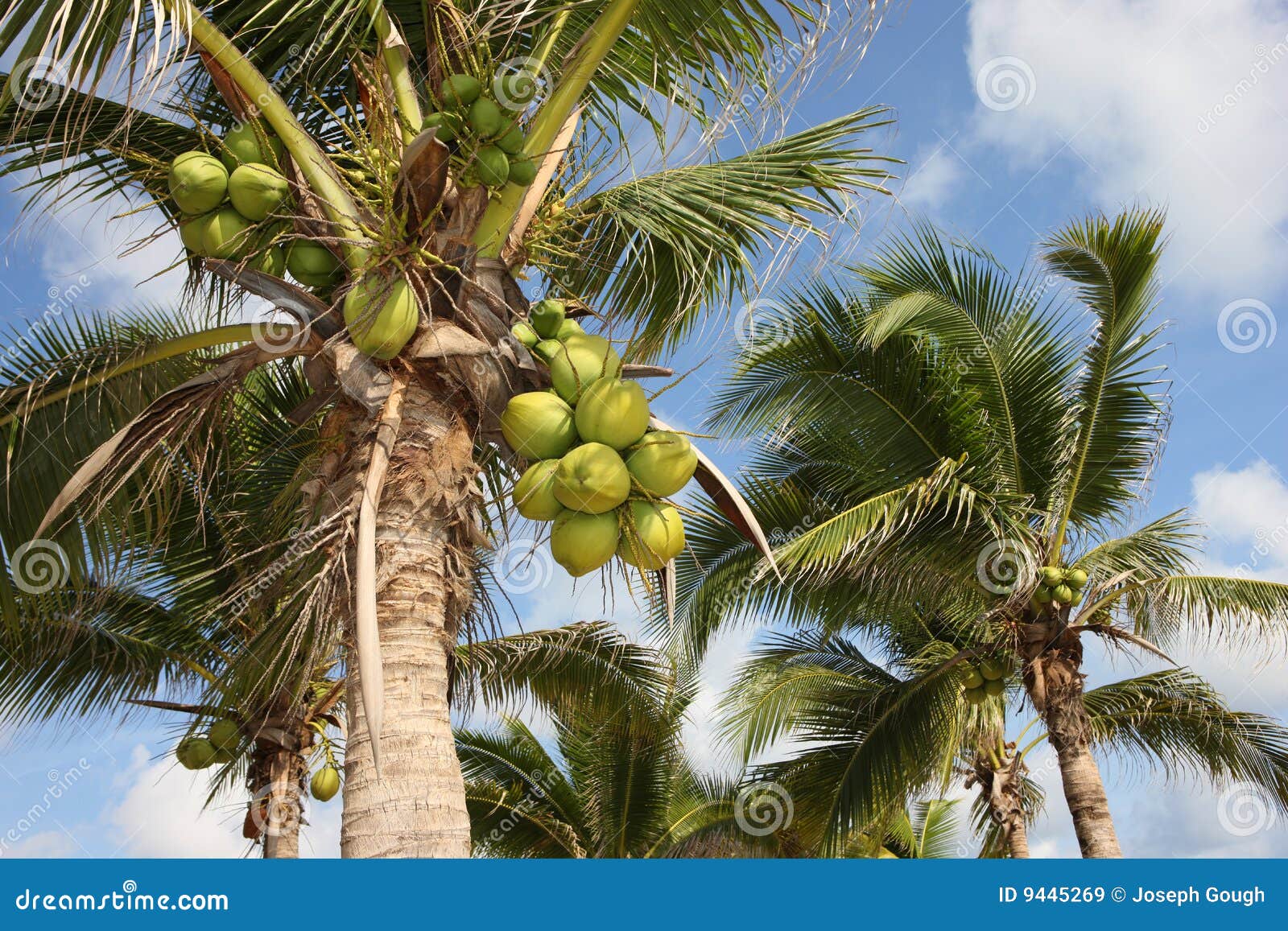 Coconut Trees, Thailand stock image. Image of trunk, specimen - 9445269