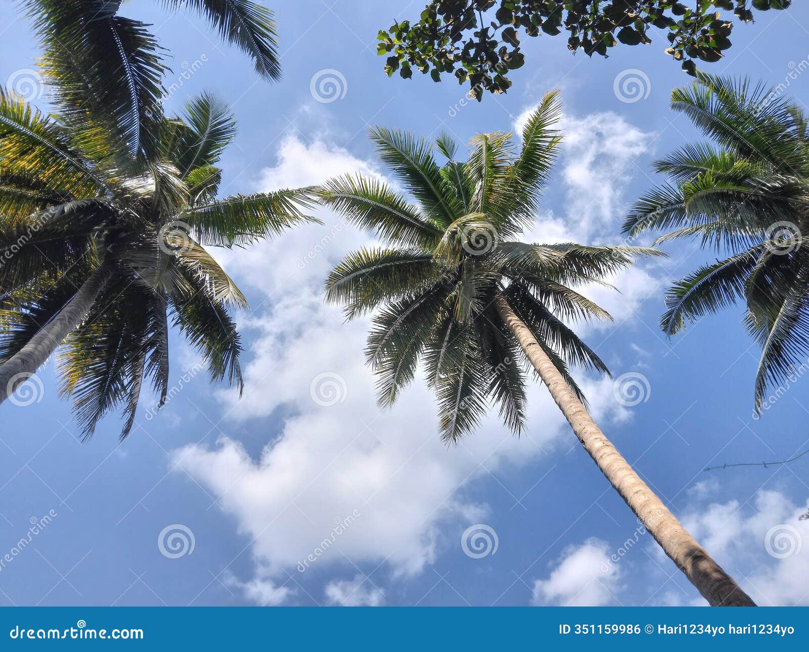 Coconut Trees Towering High into the Sky Stock Photo - Image of outdoor ...