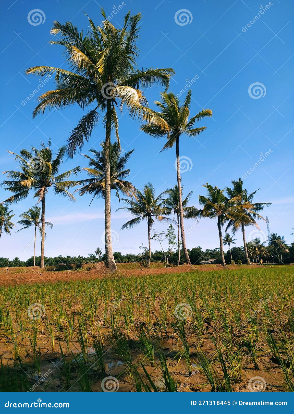 Coconut Trees Towering in the Middle of the Rice Fields Stock Image ...