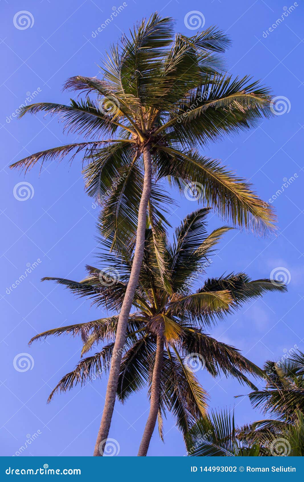 Coconut trees stock photo. Image of outdoor, jungle - 144993002