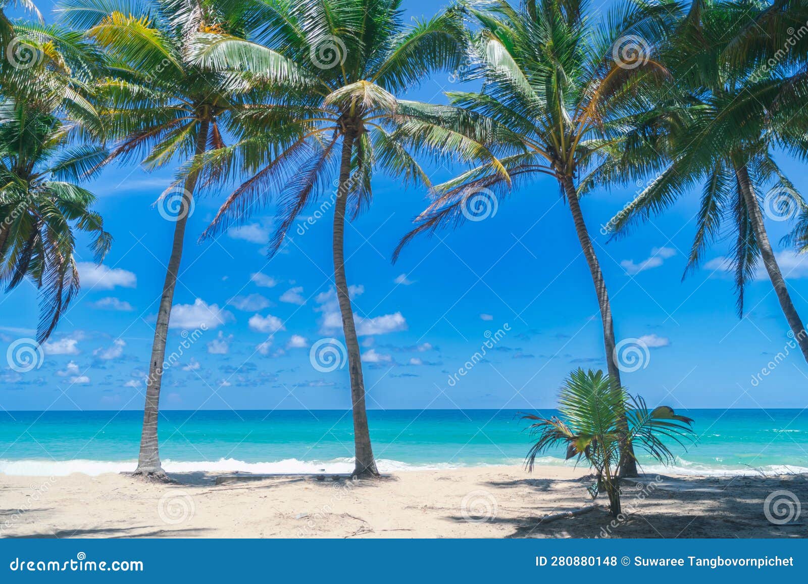 Coconut Trees with Tropical Summer Beach and Blue Sky Stock Photo ...