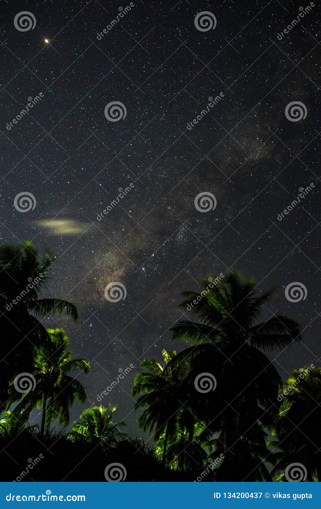 COCONUT TREE stock image. Image of sand, romantic, holiday - 134200437