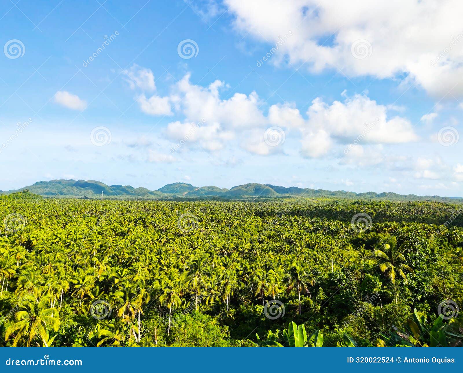 Coconut Trees View Deck stock photo. Image of mindanao - 320022524