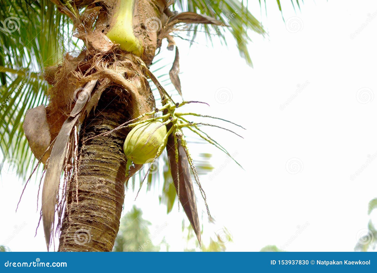 Coconut Trees on a White Backgroun Stock Photo - Image of exotic, bush ...