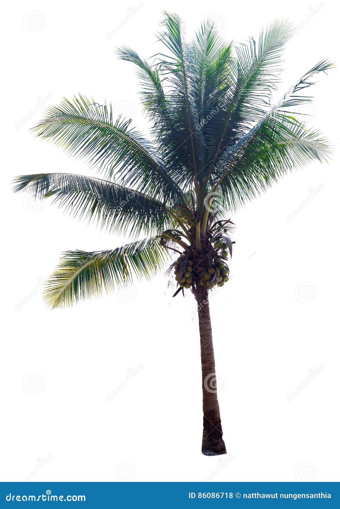 Coconut Trees on White Background,Crown of a Palm Tree of Coconut ...