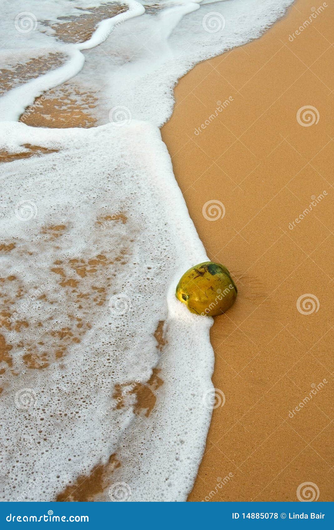 Coconut on Tropical Ocean Beach Stock Photo - Image of outdoors, straw ...