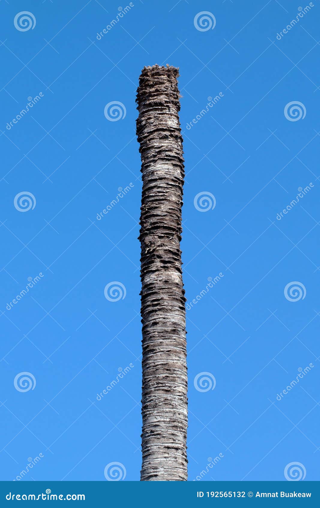 Coconut Trunk on Sky Blue, Palm Tree Trunk Single Stock Photo - Image ...