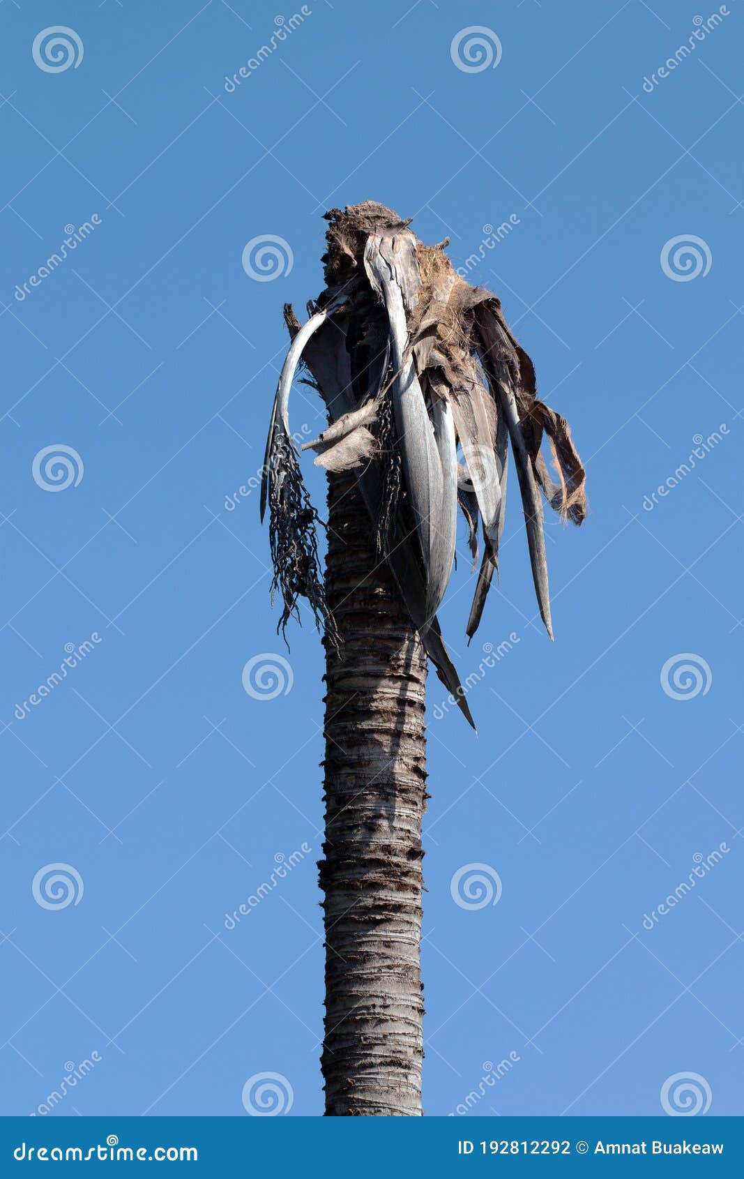 Coconut Trunk on Sky Blue, Palm Tree Trunk Single Stock Photo - Image ...