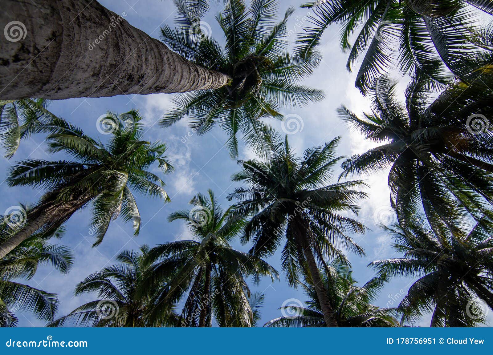 Coconut trunk and trees stock image. Image of malaysia - 178756951