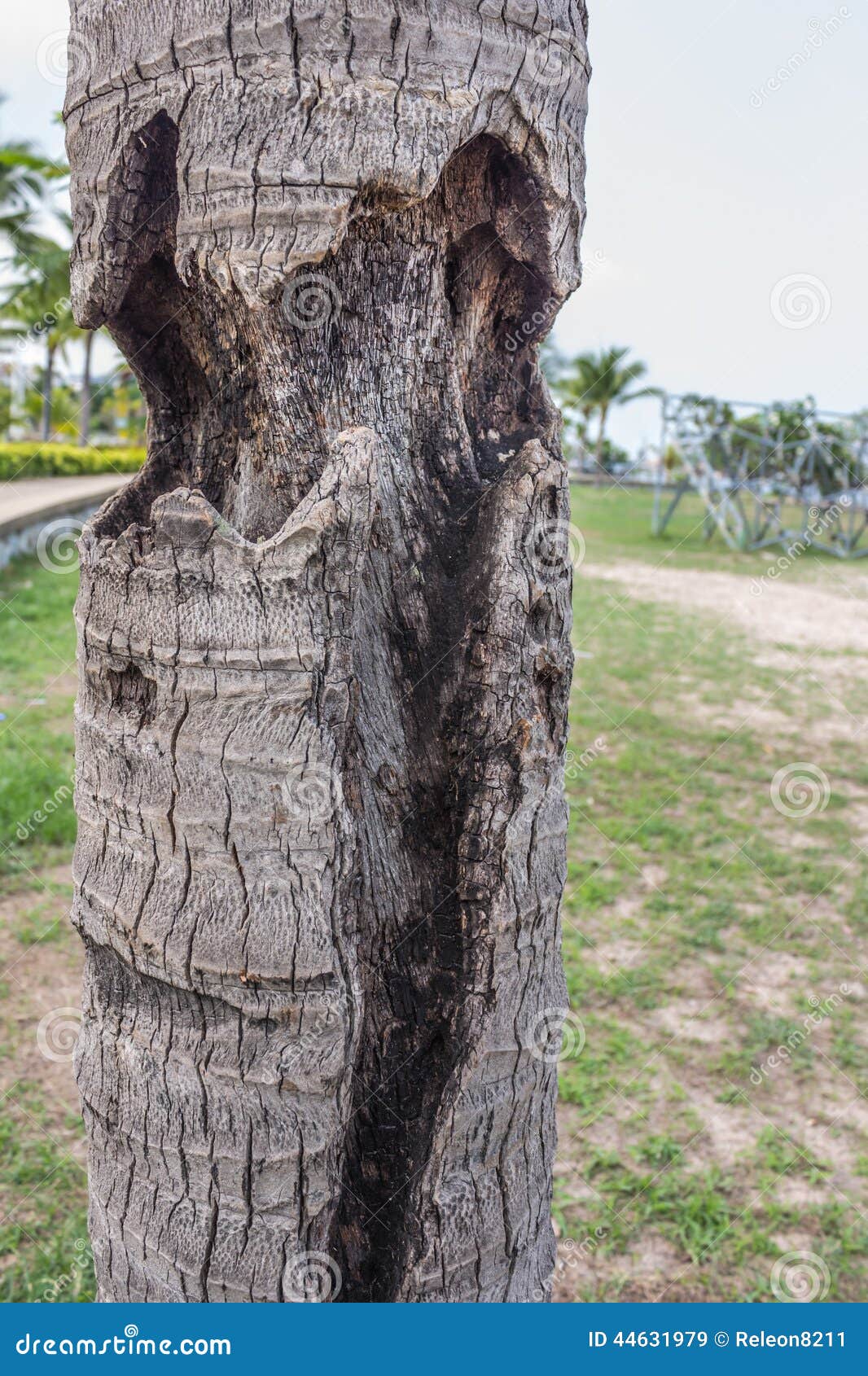 Coconut trunks stock image. Image of food, milk, outdoor - 44631979