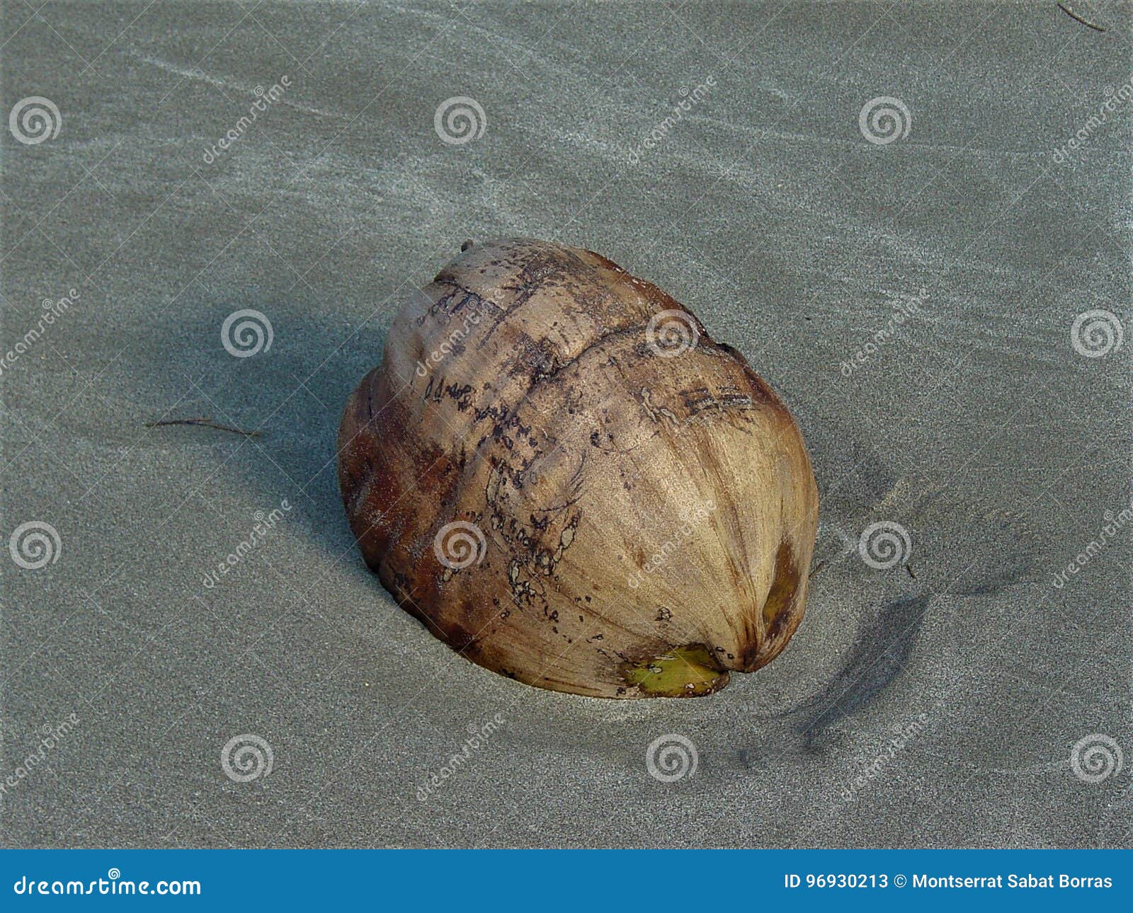 Coconut under water stock image. Image of beach, calm - 96930213
