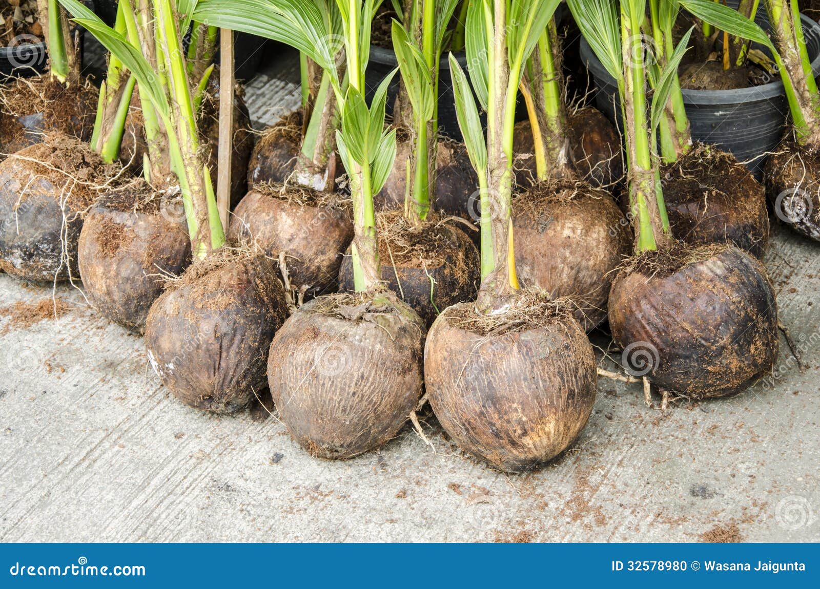 Coconut stock photo. Image of garden, texture, view, organic - 32578980