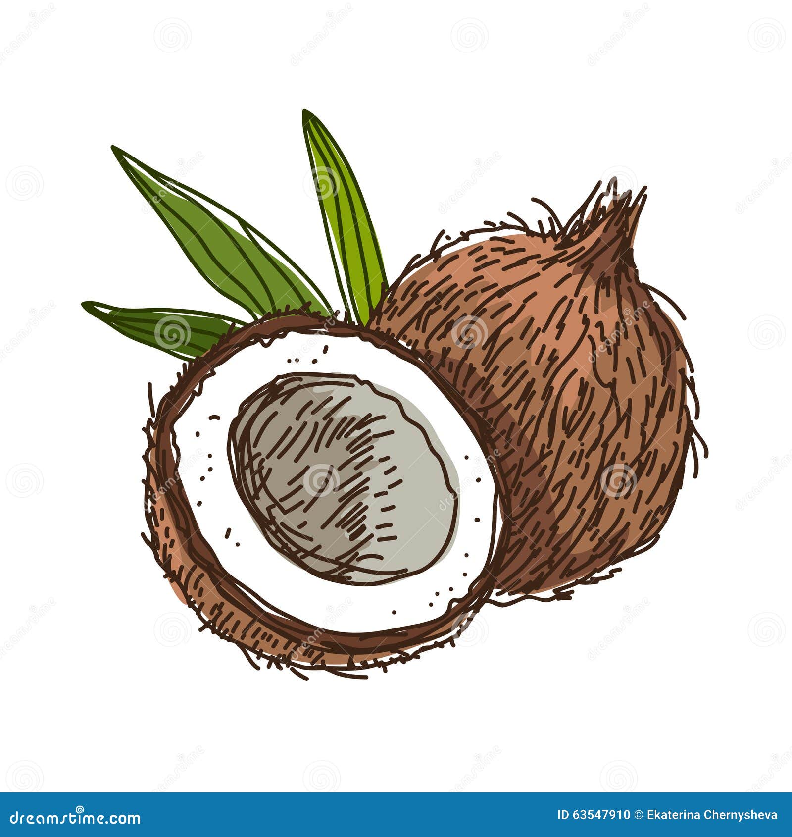 Coconut. Vector Illustration Stock Vector - Illustration of juice ...