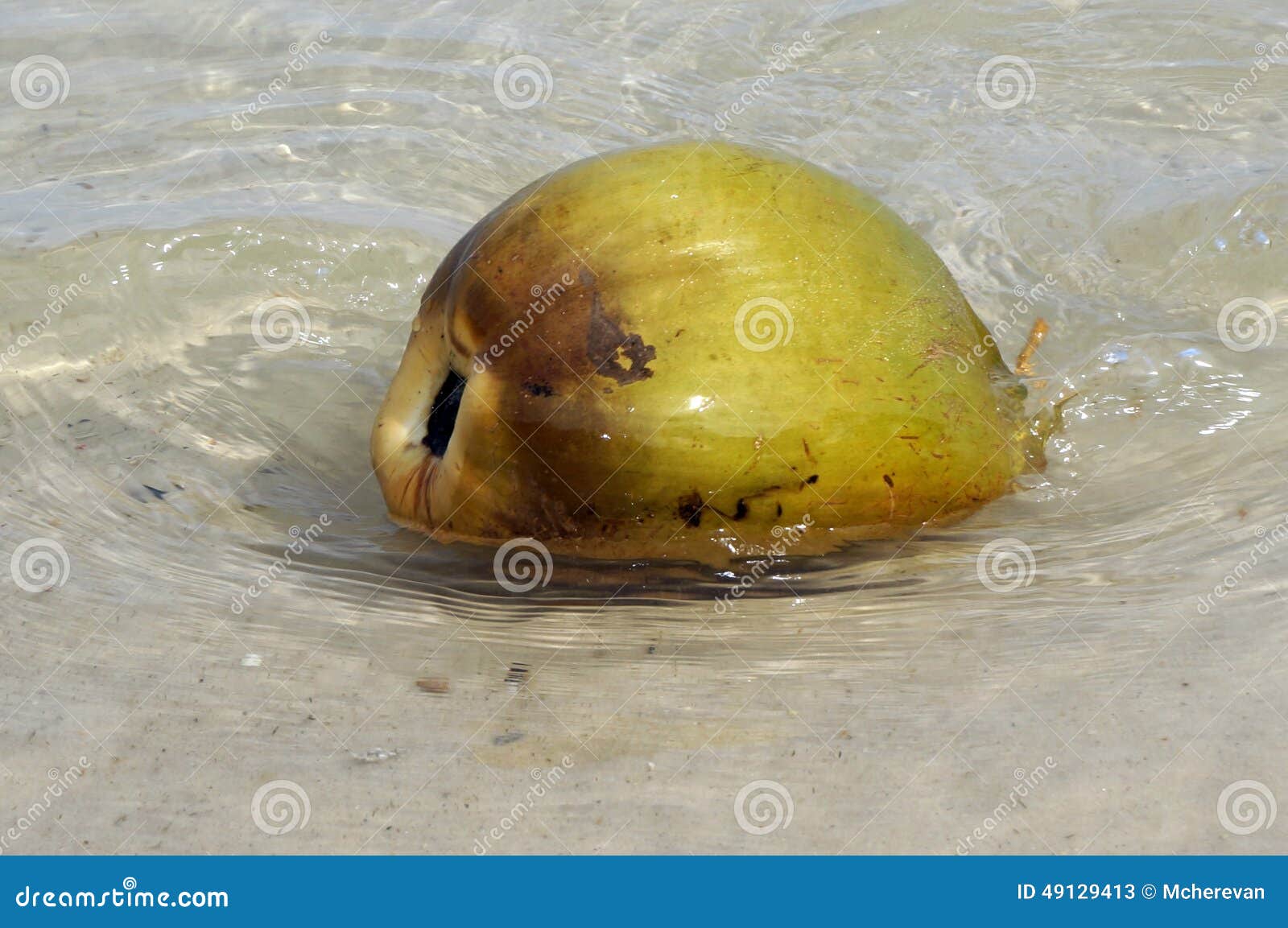 Coconut Washed Up on the Shore of the Ocean Wave. Stock Image - Image ...