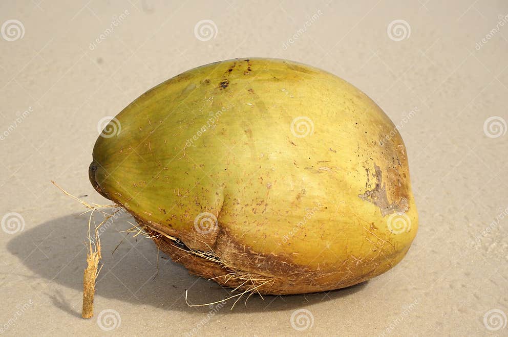 Coconut Washed Up on the Shore of the Ocean Wave. Stock Image - Image ...