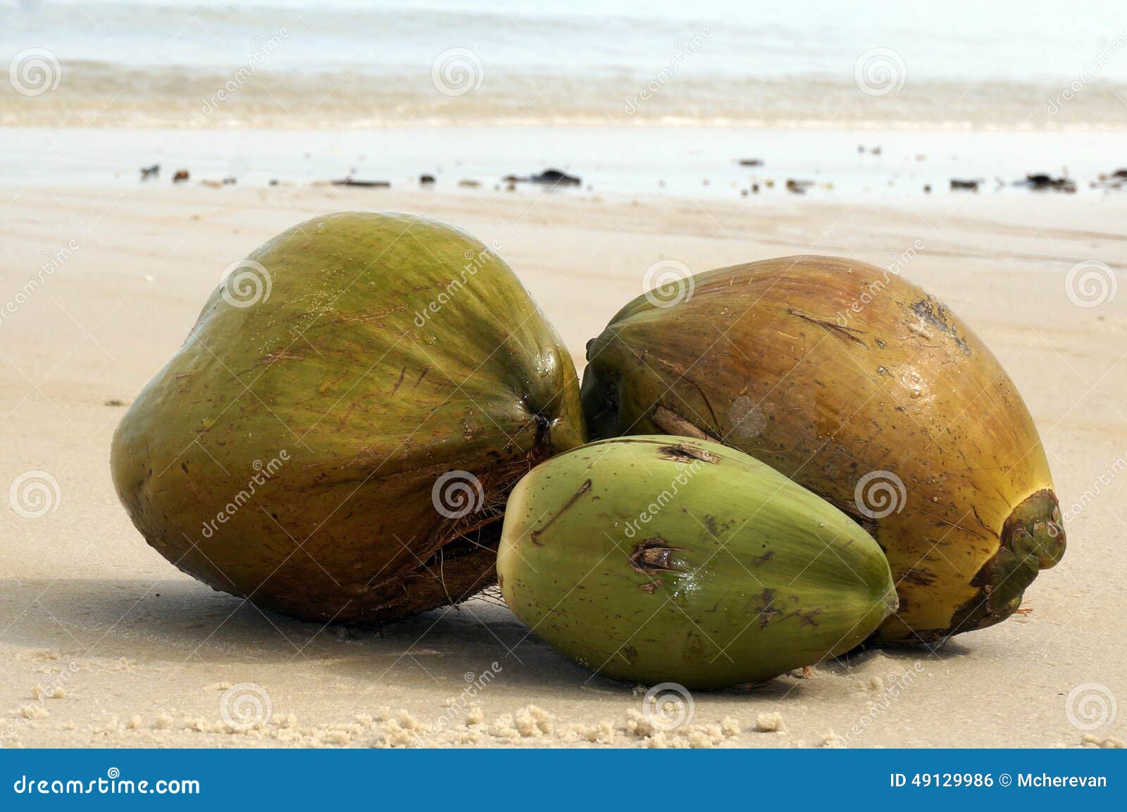 Coconut Washed Up on the Shore of the Ocean Wave. Stock Photo - Image ...