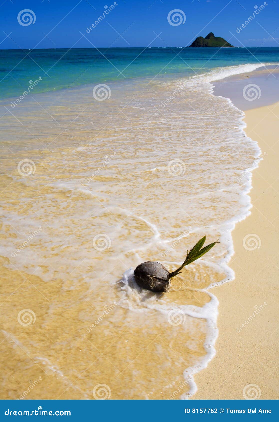 Coconut Washing Up on the Shore Stock Photo - Image of hawaii, tree ...