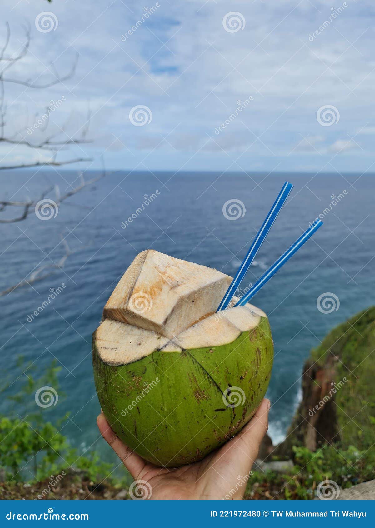 Coconut Water and the Ocean Stock Photo - Image of animal, coconut ...