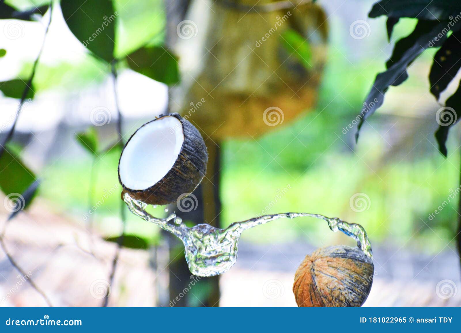 Coconut water splash stock image. Image of twig, nature - 181022965
