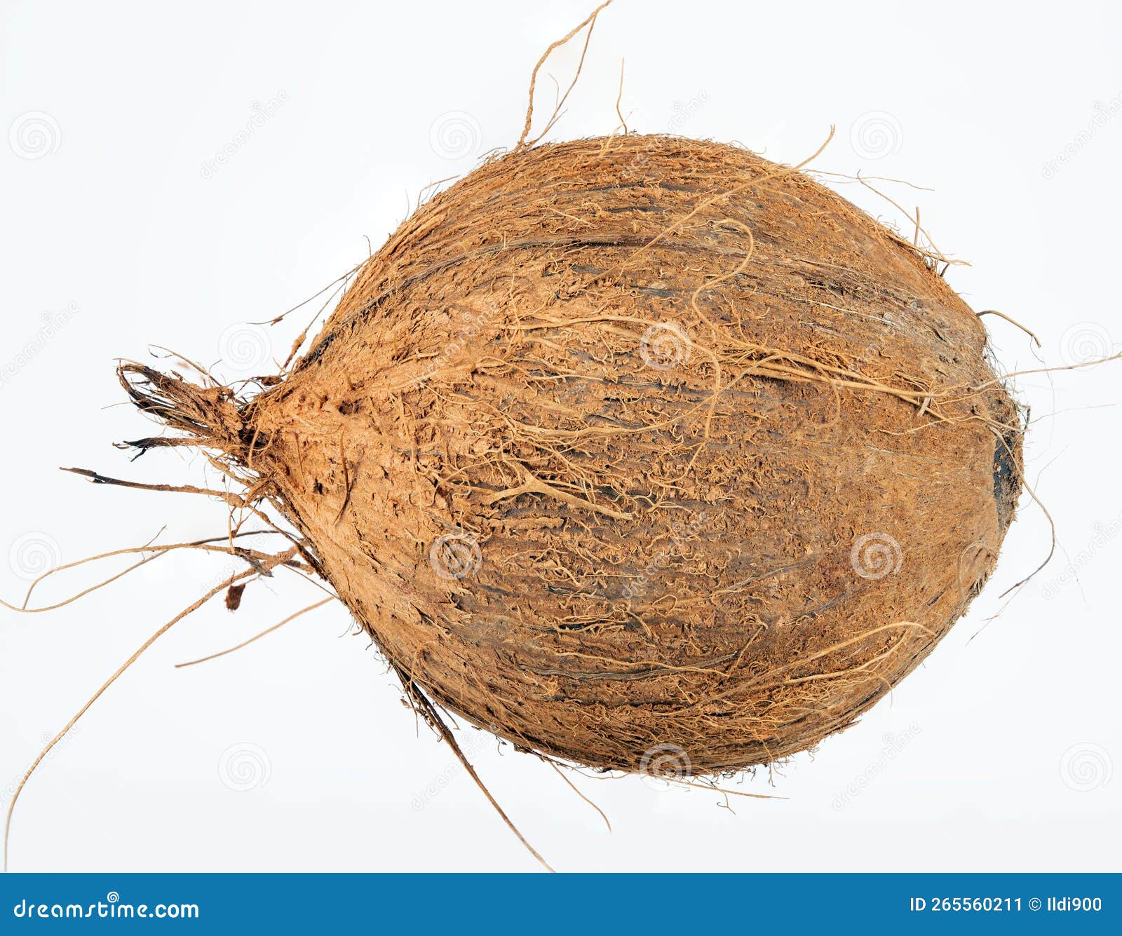 Coconut on Close Up Picture. Stock Image - Image of cocos, close: 265560211