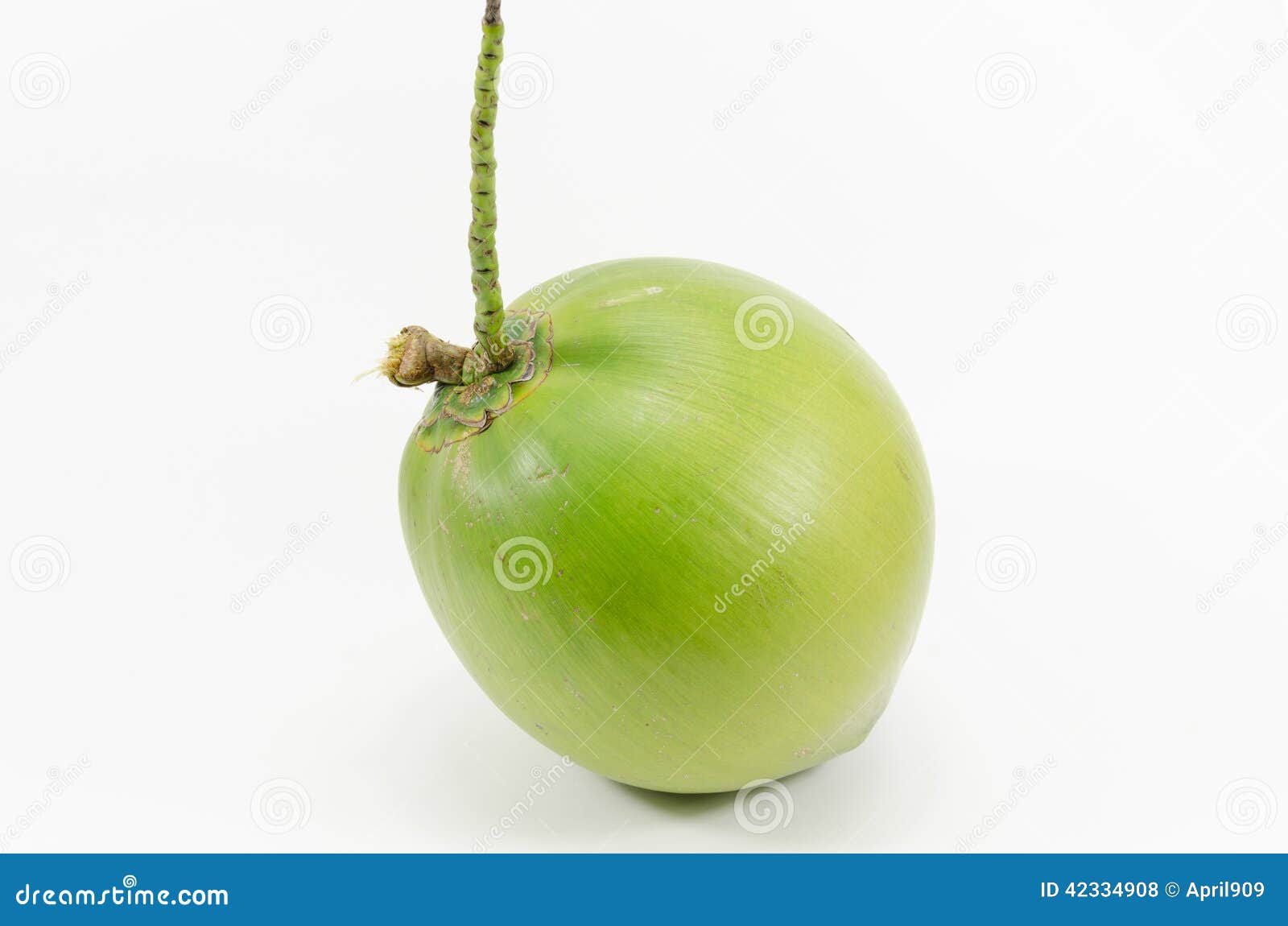 Coconut on White Background Stock Photo - Image of sweet, tropical ...