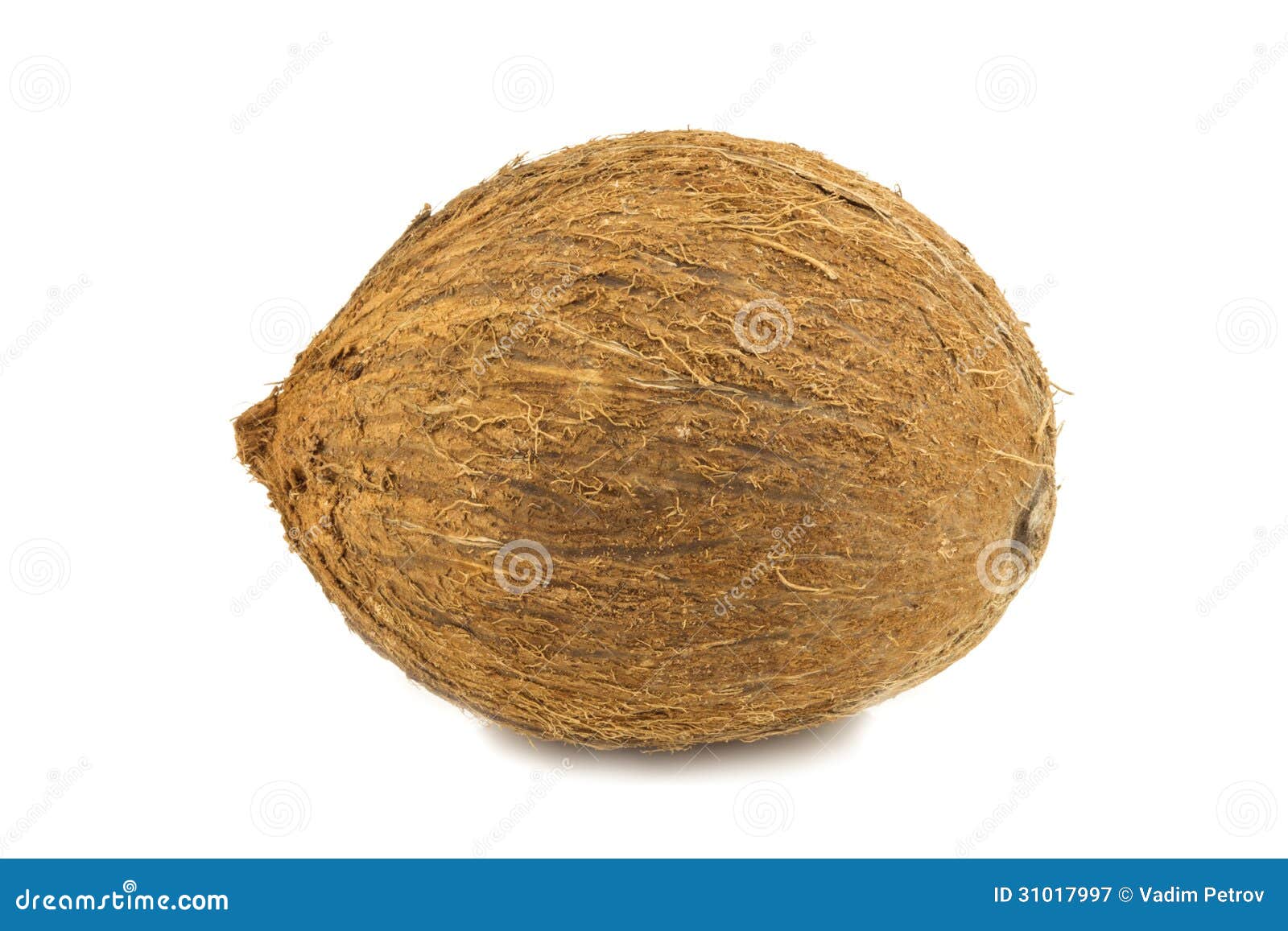 Coconut on a White Background Stock Image - Image of subtropical ...