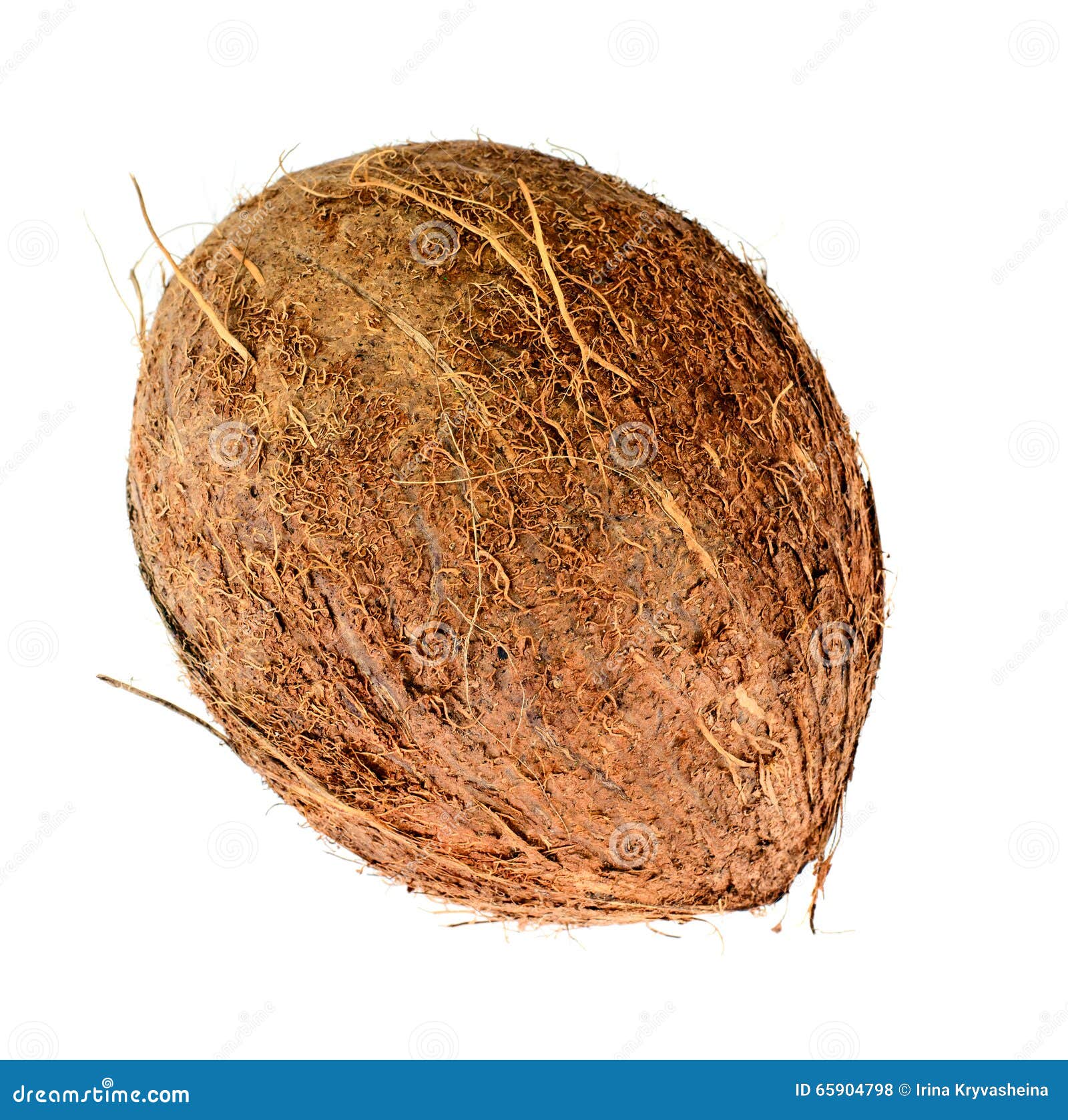 Coconut on a White Background Stock Photo - Image of closeup, plant ...