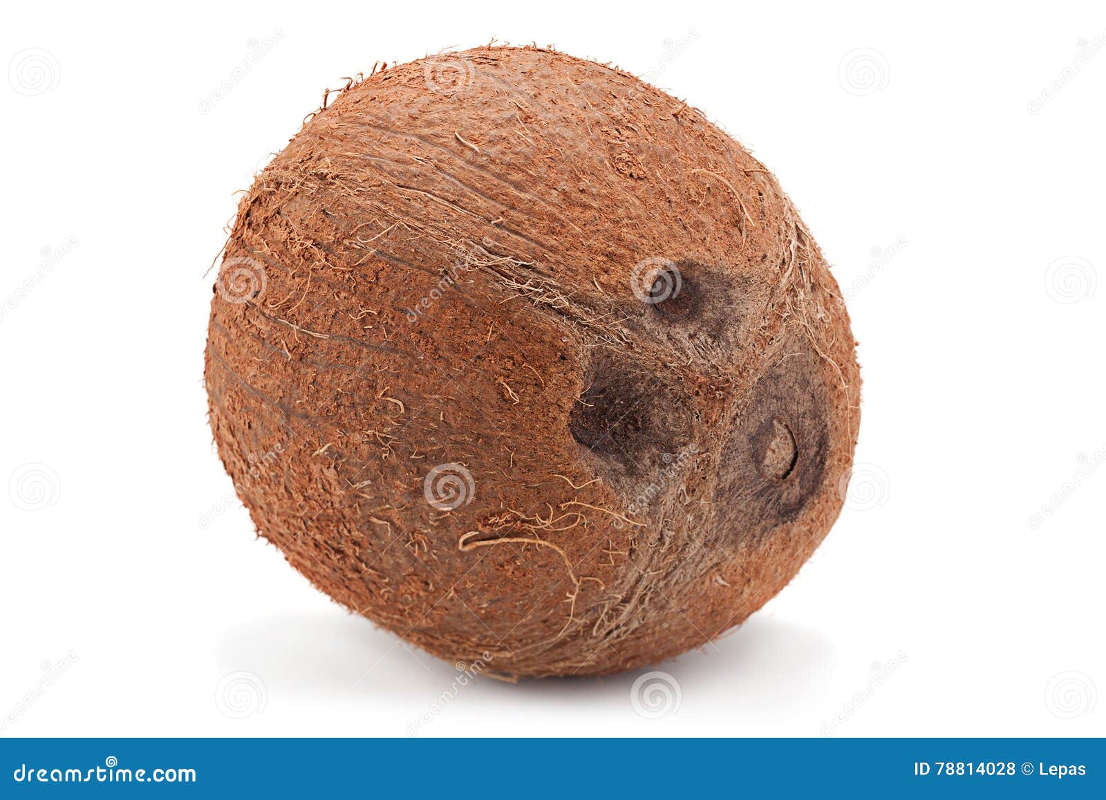 Coconut on white stock photo. Image of texture, coco - 78814028