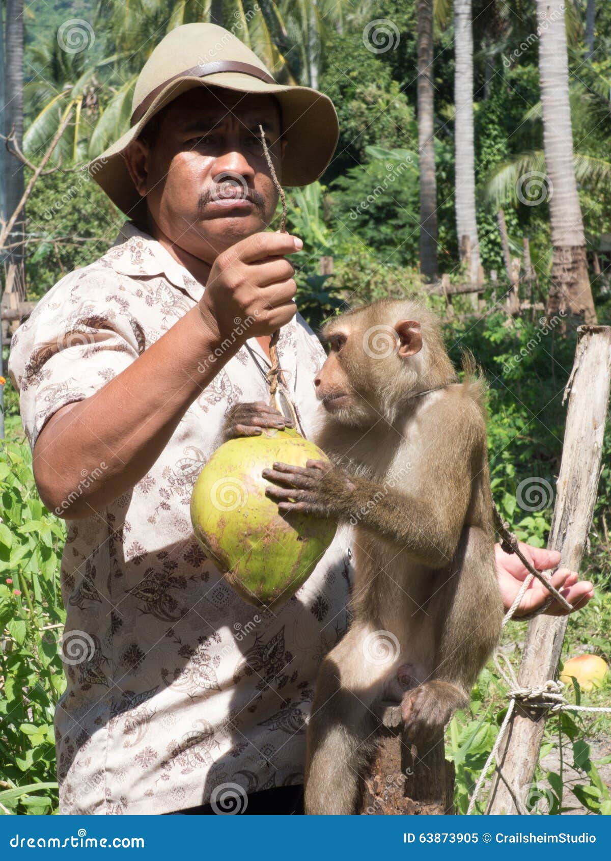 Coconut working monkey editorial image. Image of tethered - 63873905