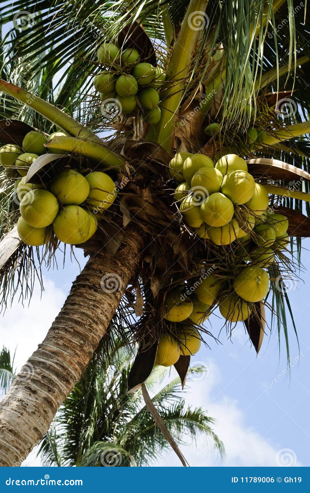 Coconuts stock photo. Image of bundle, sweet, bunch, objects - 11789006