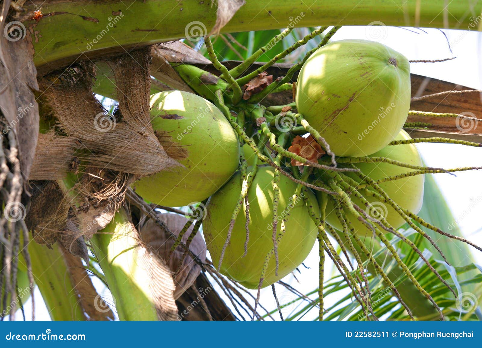 Coconuts stock image. Image of climate, coconut, branch - 22582511