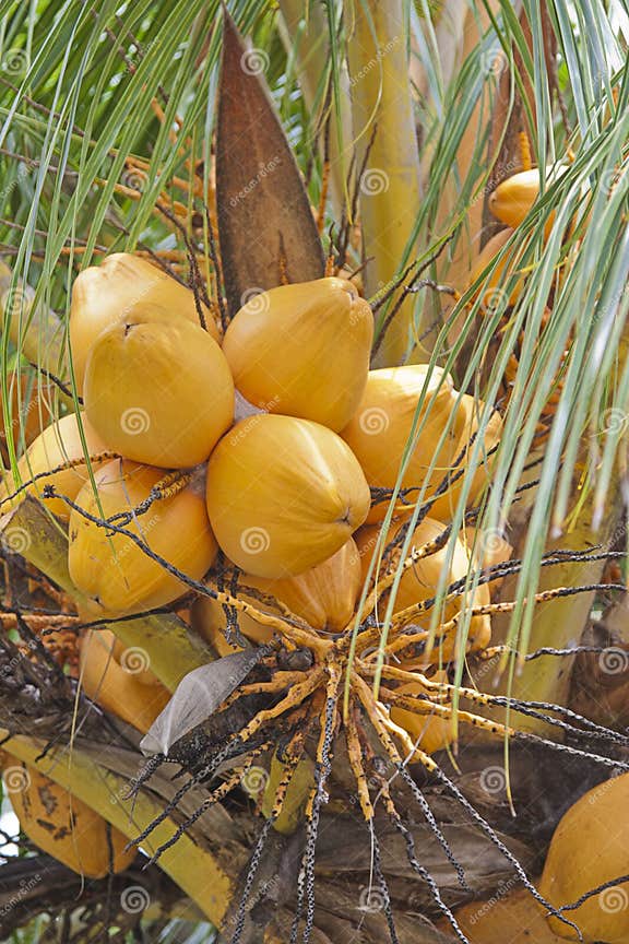 Close Up of Lots of Small Coconuts Stock Image - Image of botany, leaf ...