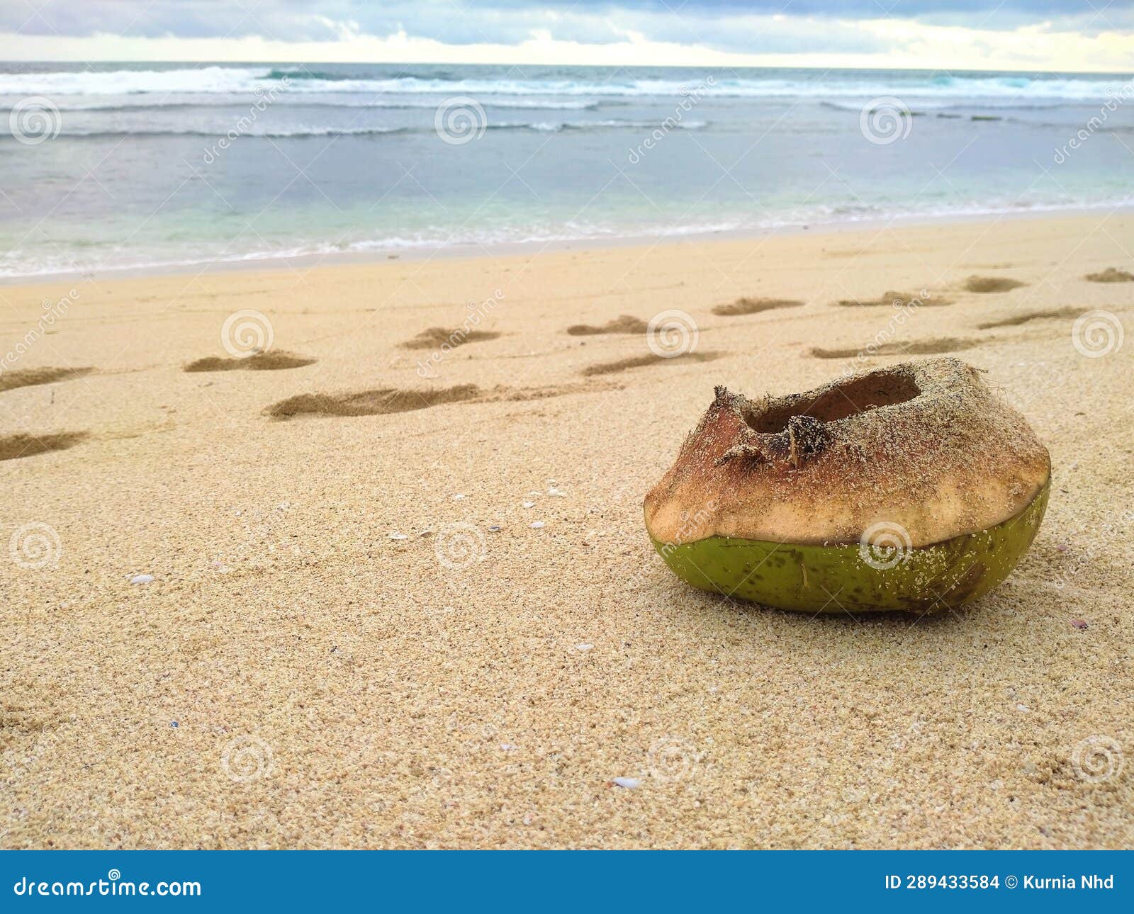 Coconuts by the beach stock photo. Image of coast, water - 289433584