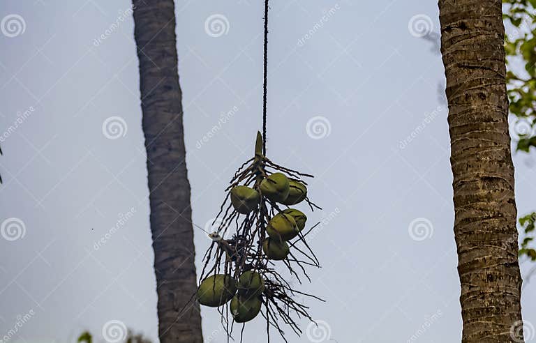 Coconuts Being Brought Down from a Tree Stock Photo - Image of ...