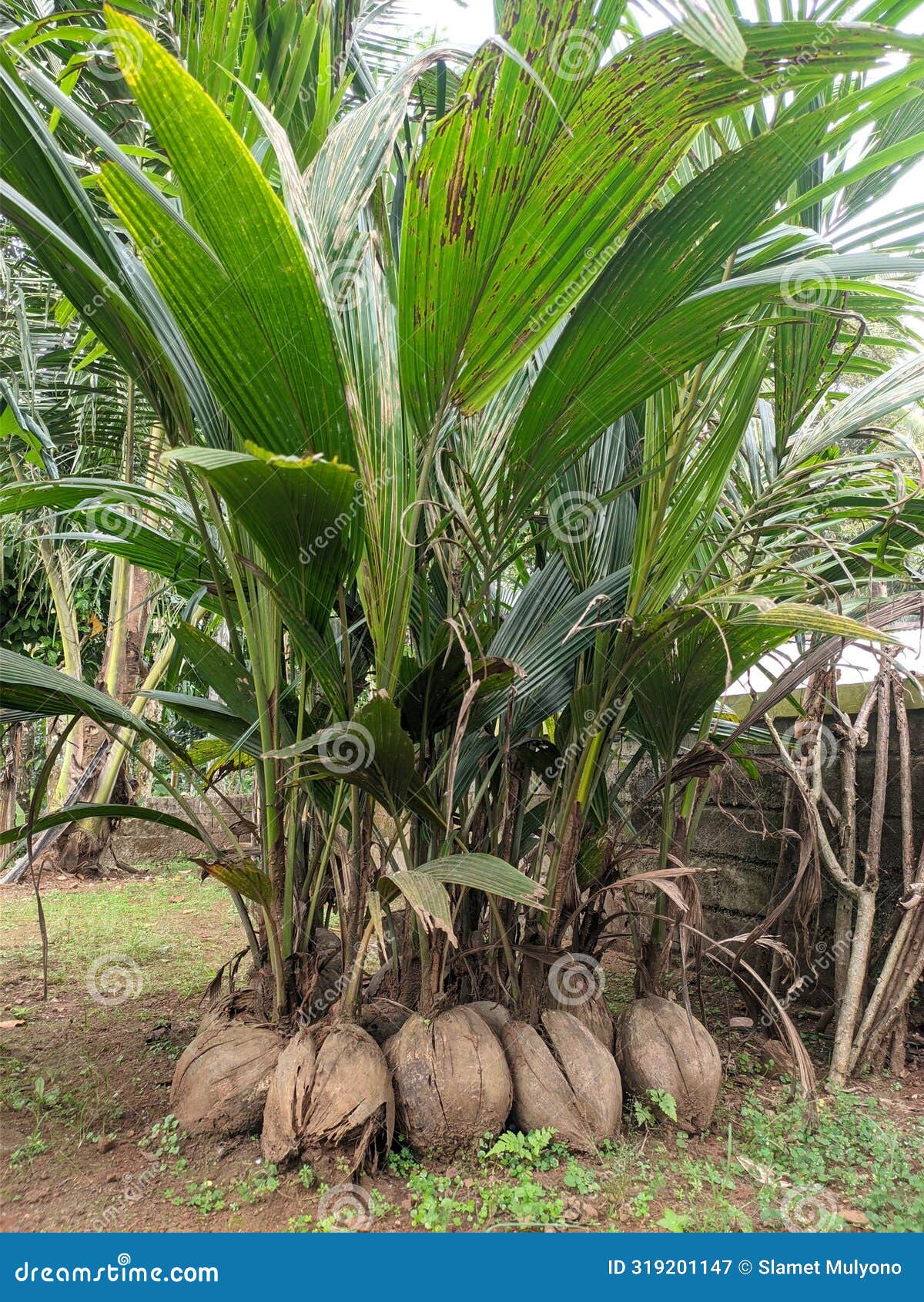 Coconuts buds stock image. Image of still, grown, coconut - 319201147