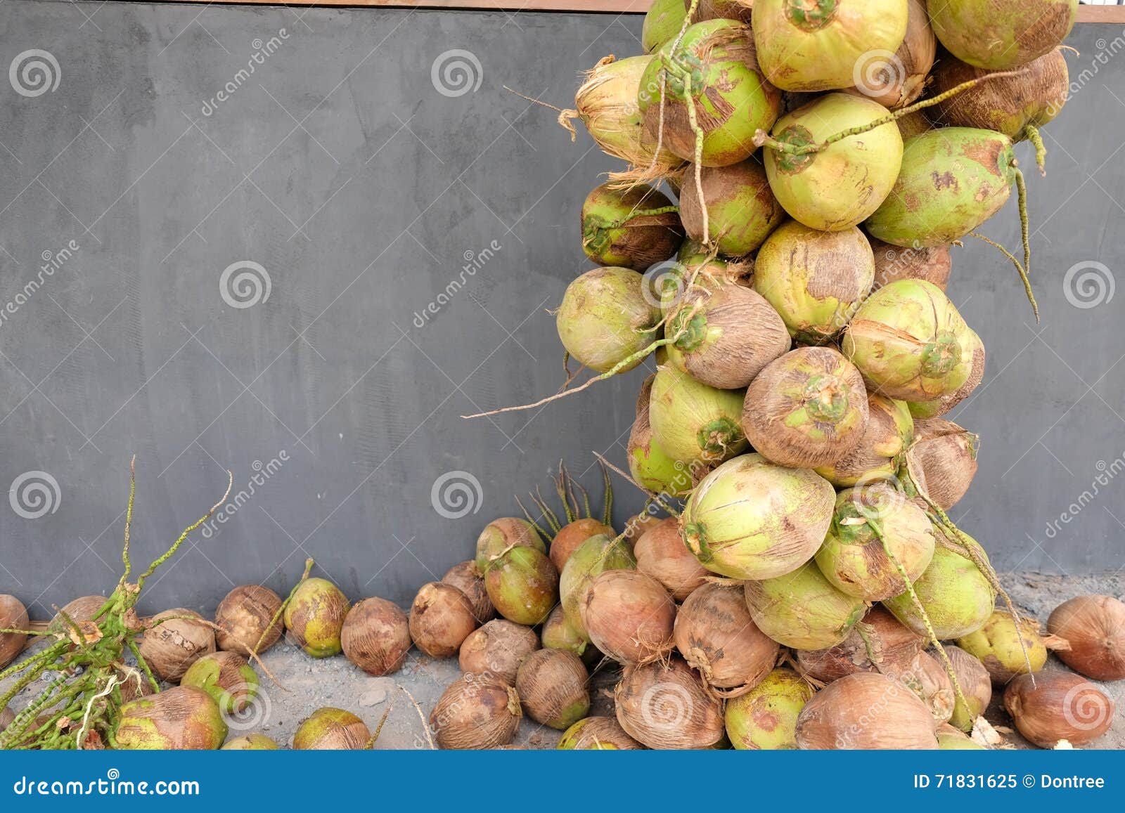 Coconuts with bunches stock image. Image of thailand - 71831625