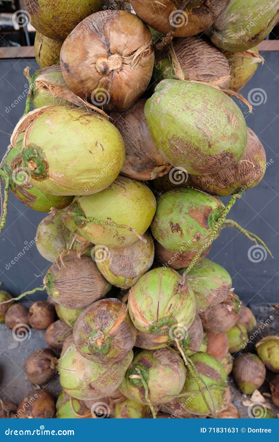 Coconuts with bunches stock image. Image of thailand - 71831631
