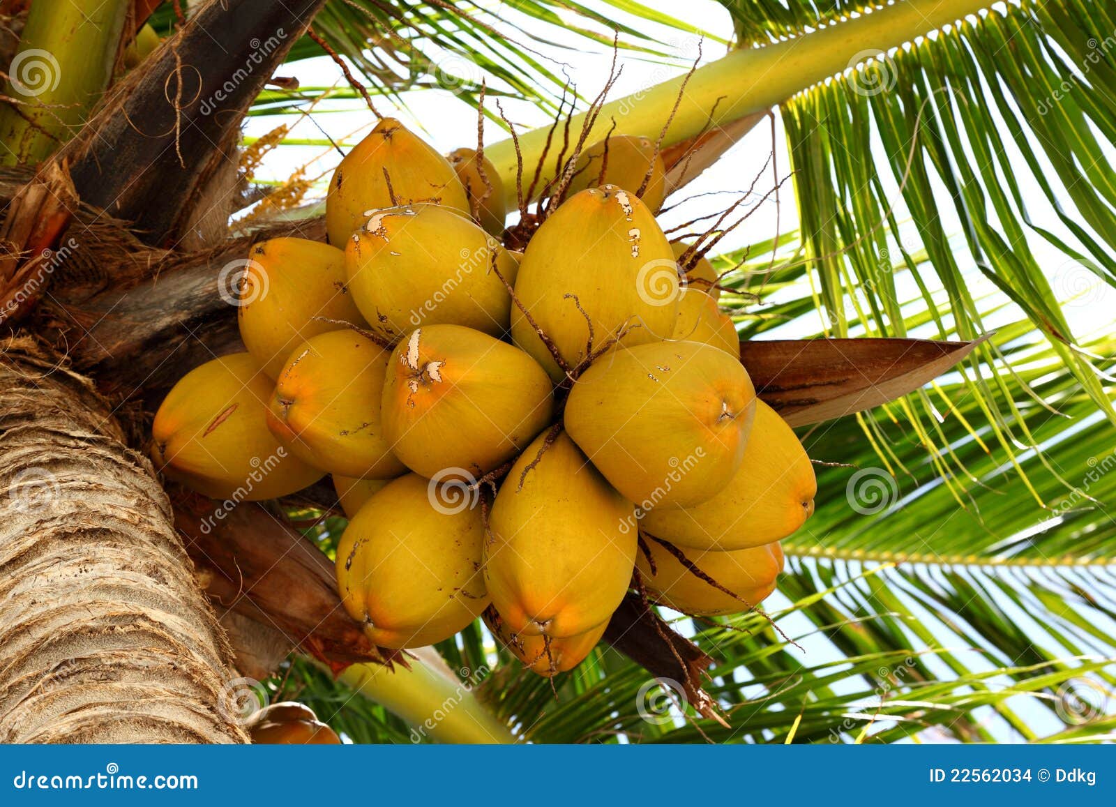 Coconuts on a coconut tree stock photo. Image of vegetarian - 22562034